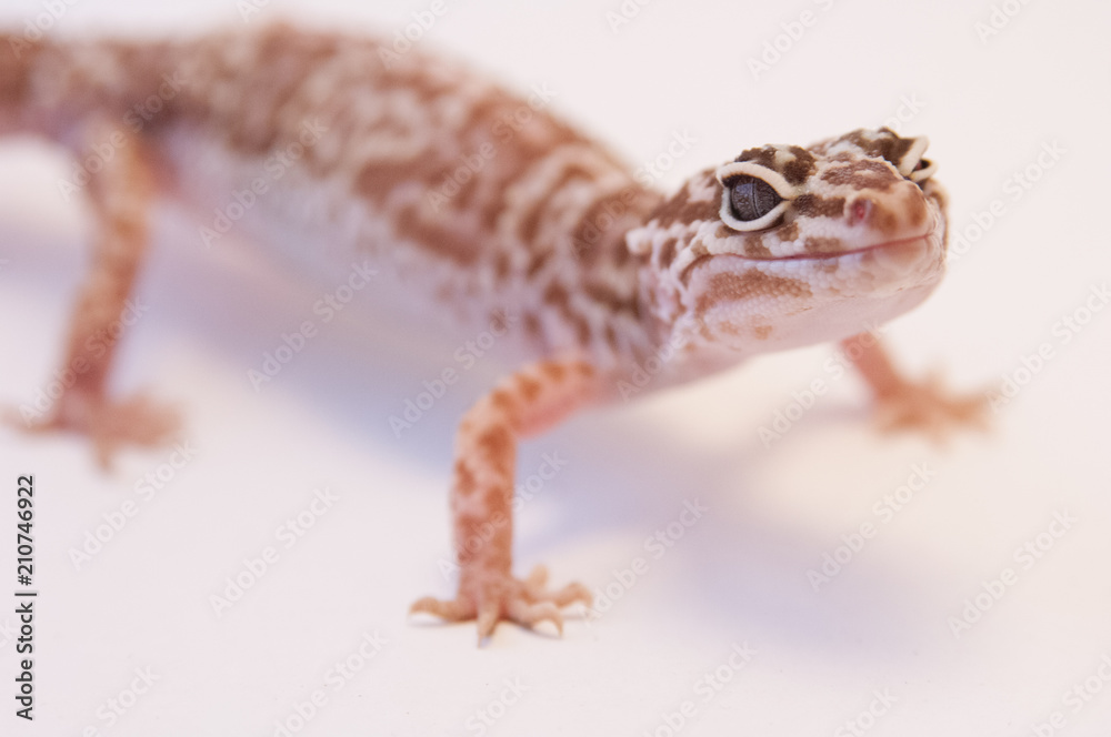 Close up Leopard gecko (Eublepharis macularius) white background ...