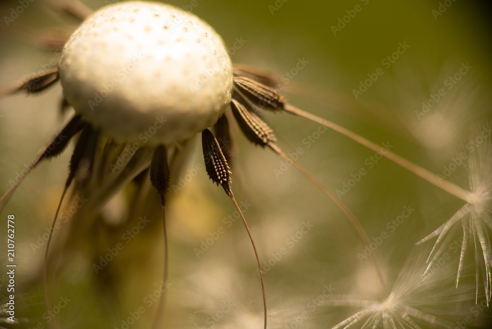 Dandelion seeds Stock Photo | Adobe Stock