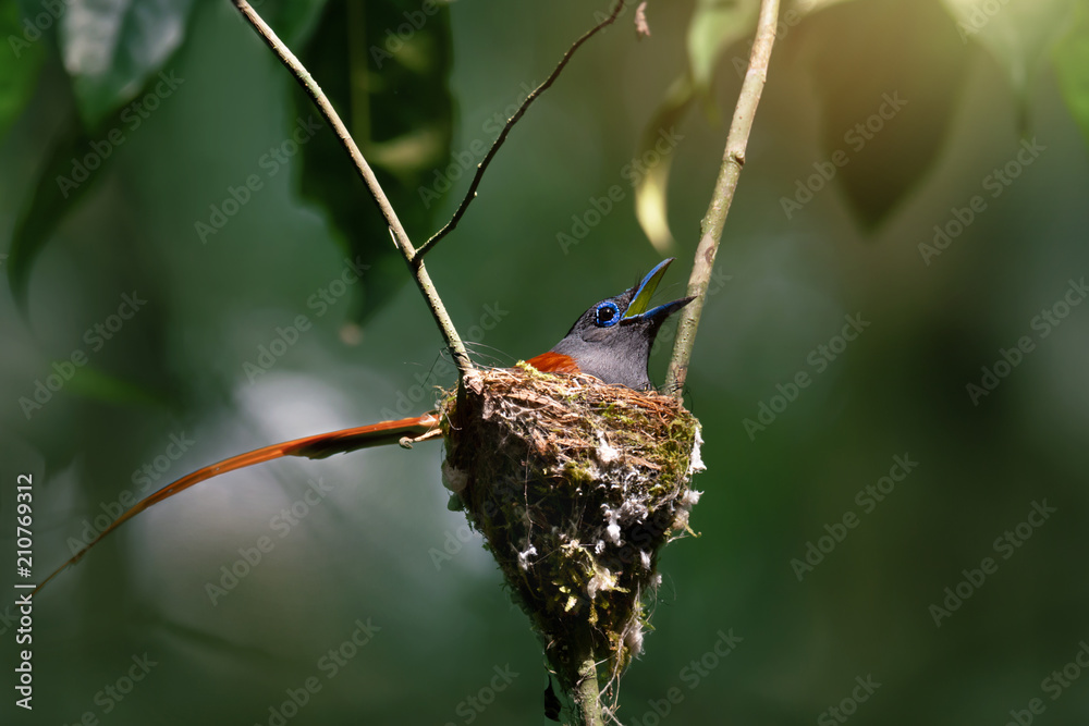 Bird incubating eggs ..Beautiful bird asian paradise flycatcher rufous ...