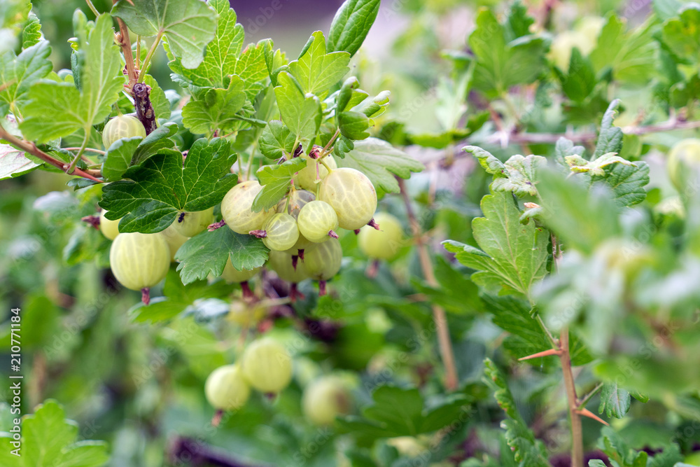 Stachelbeeren an einem Strauch Stock-Foto | Adobe Stock