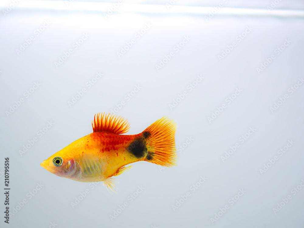 Mickey mouse Mollies fish on white background. side view Stock Photo ...
