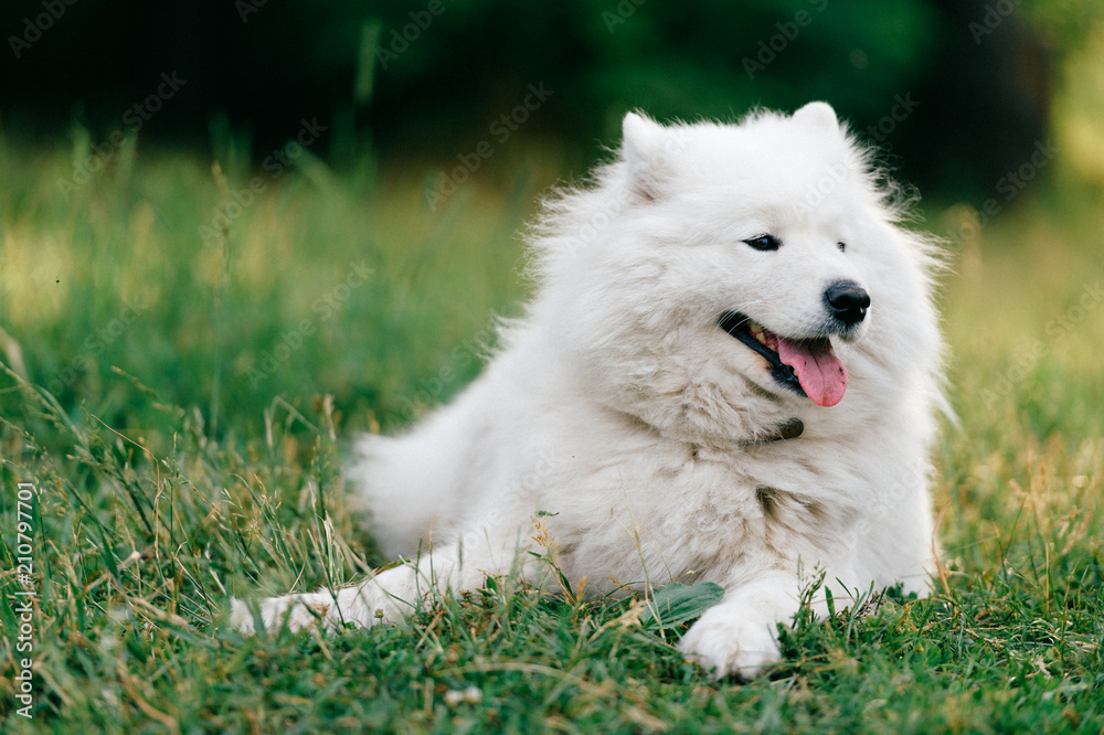Adorable amazing white fluffy happy samoyed puppy lying on grass ...
