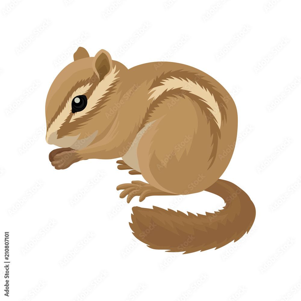 Flat vector icon of small brown chipmunk. Small mammal animal. Rodent ...