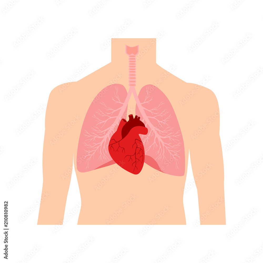 Heart and lungs. Internal organs in a male human body. Anatomy of ...