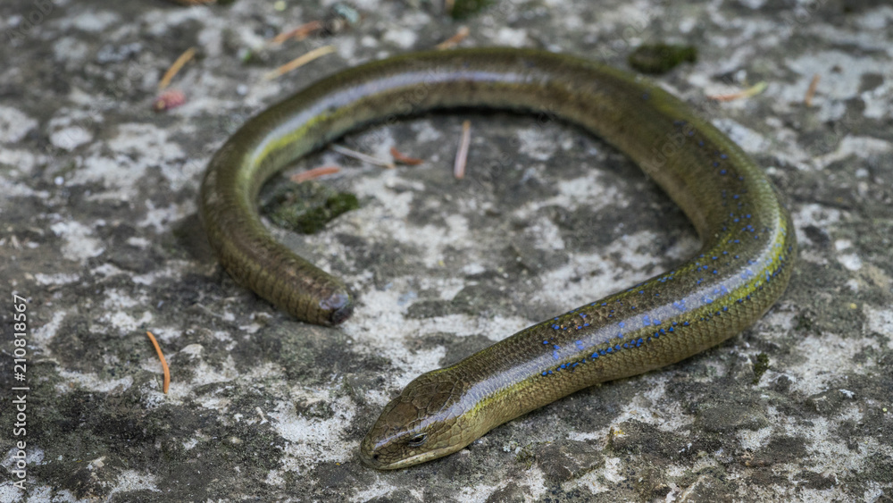 Legless Lizard (Anguis fragilis) in Natural Habitat. Male Stock Photo ...