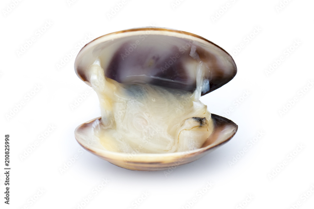 Image of Fresh enamel venus shell (Meretrix lyrata) isolated on white ...