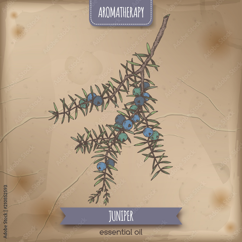 Juniperus communis aka juniper branch color sketch on vintage ...