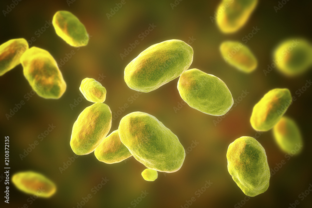 Yersinia enterocolitica bacteria, 3D illustration. Gram-negative ...