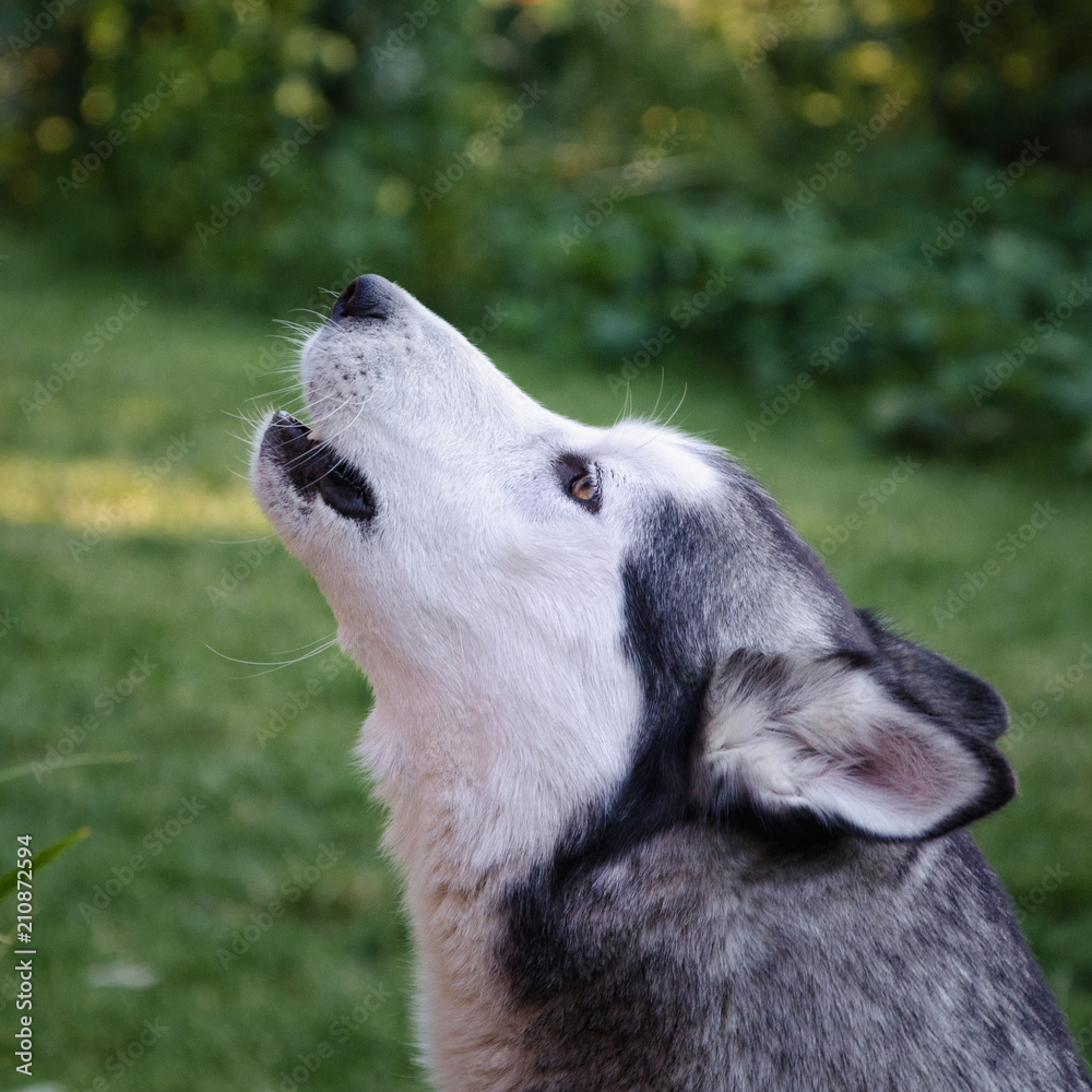 Howling Husky Stock Photo | Adobe Stock