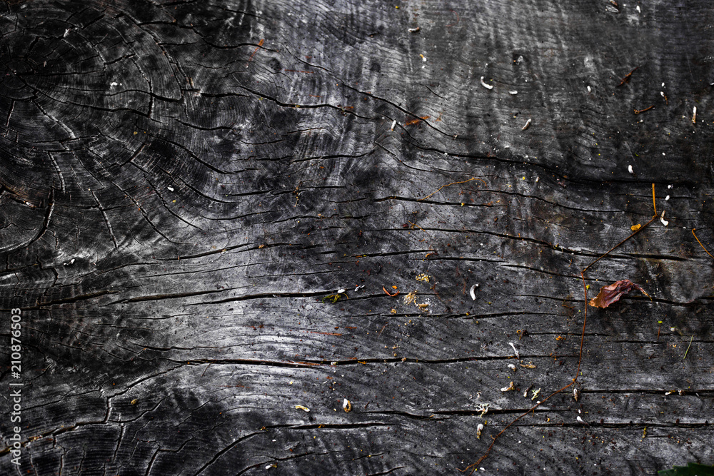 Dark and burned trunk texture. Aged and rustic wood texture. Stock ...