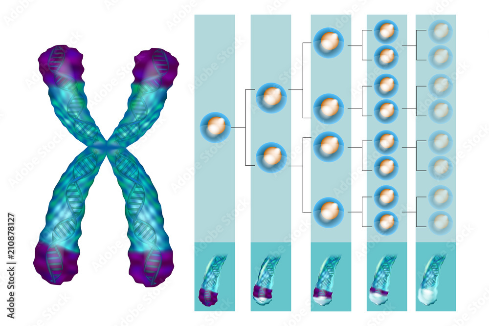 Illustration showing the position of telomeres at the end of our ...