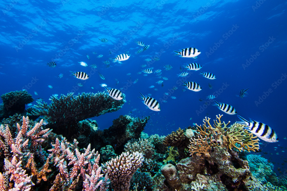 Scissortail sergent fish (Abudefduf sexfasciatus) swimming in a school ...