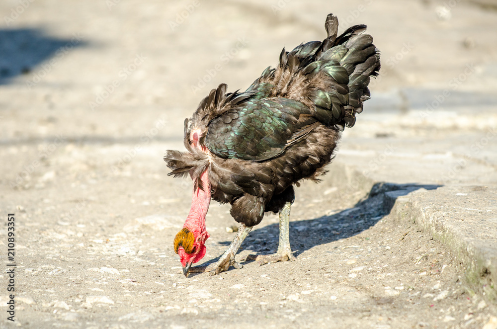Chicken With No Feathers On Its Neck In Mexico