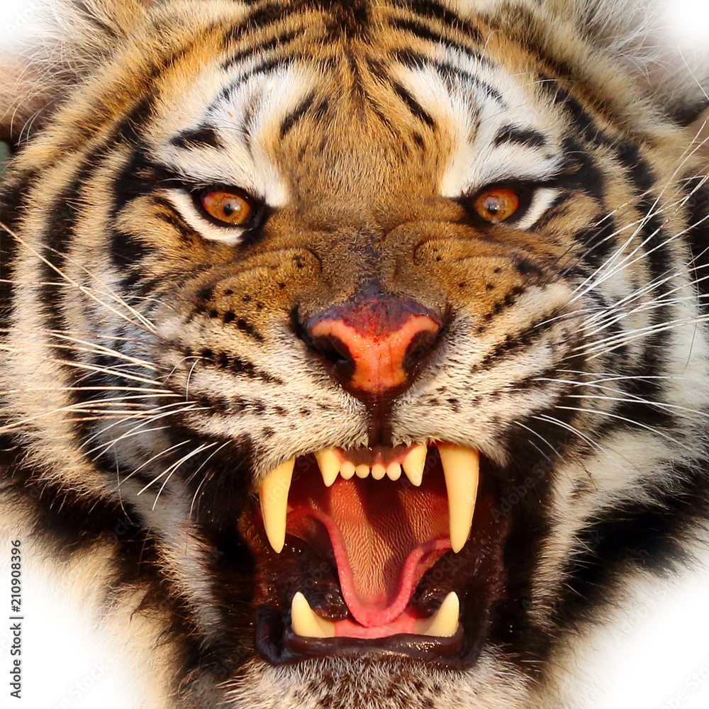 Close up Tiger face, isolated on white background. Stock Photo | Adobe ...