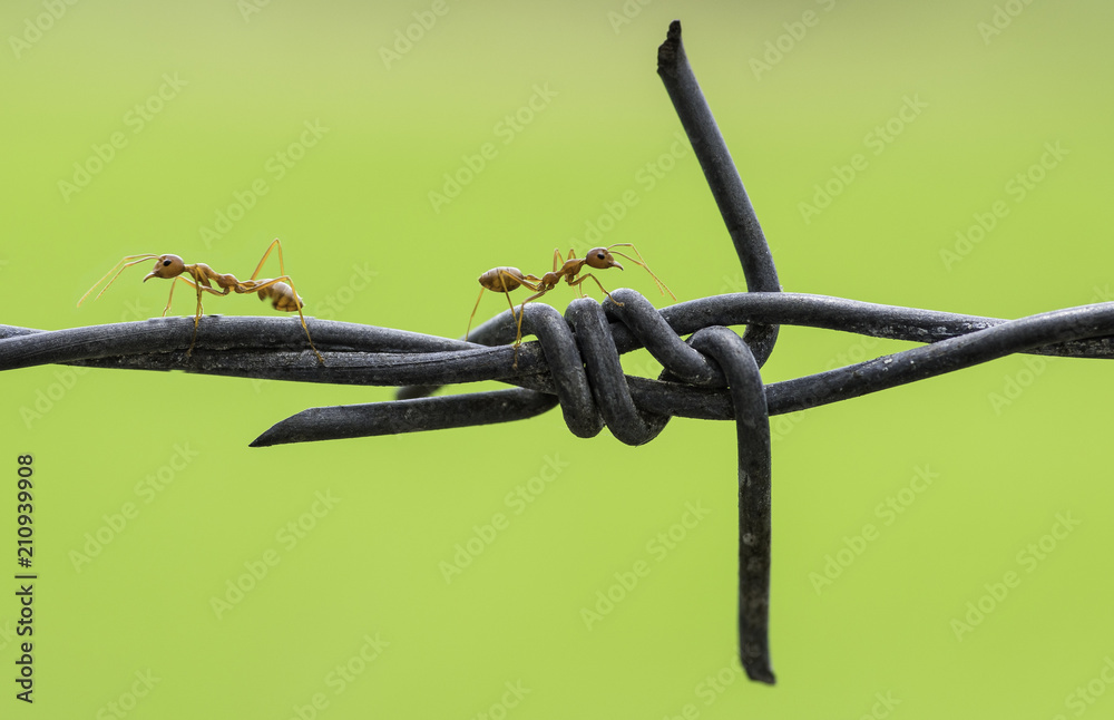 Red weaver ants using barbed wire fence like native vines. Stock Photo ...