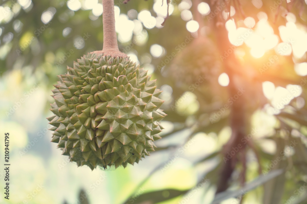 durian farm , musang king in focus Stock Photo | Adobe Stock