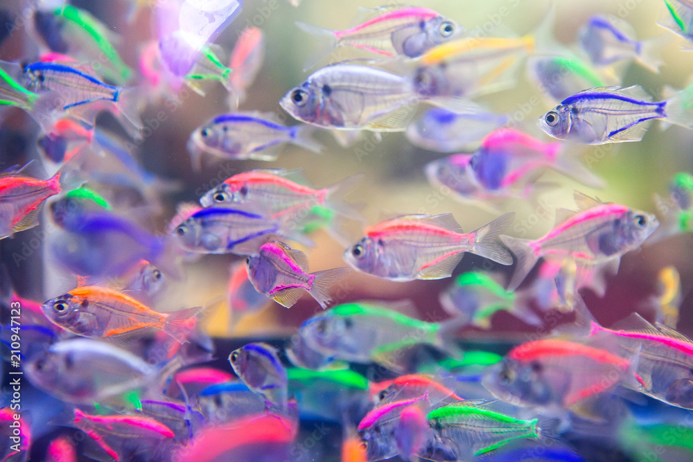 Fish in color in fresh water. Stock Photo | Adobe Stock