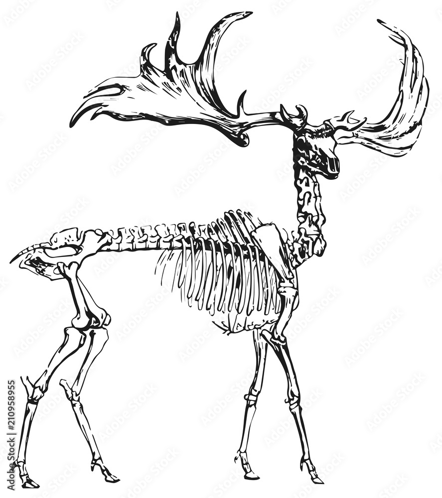 Deer Skeleton Diagram