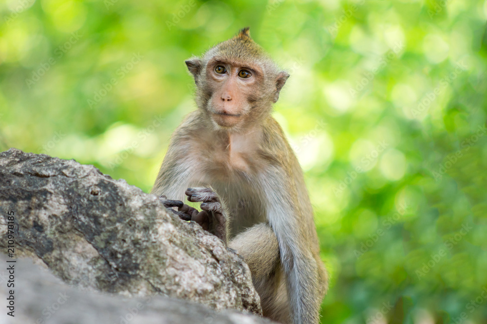 Long-tailed macaque, in Thailand, Saraburi a wildlife sanctuary Stock ...