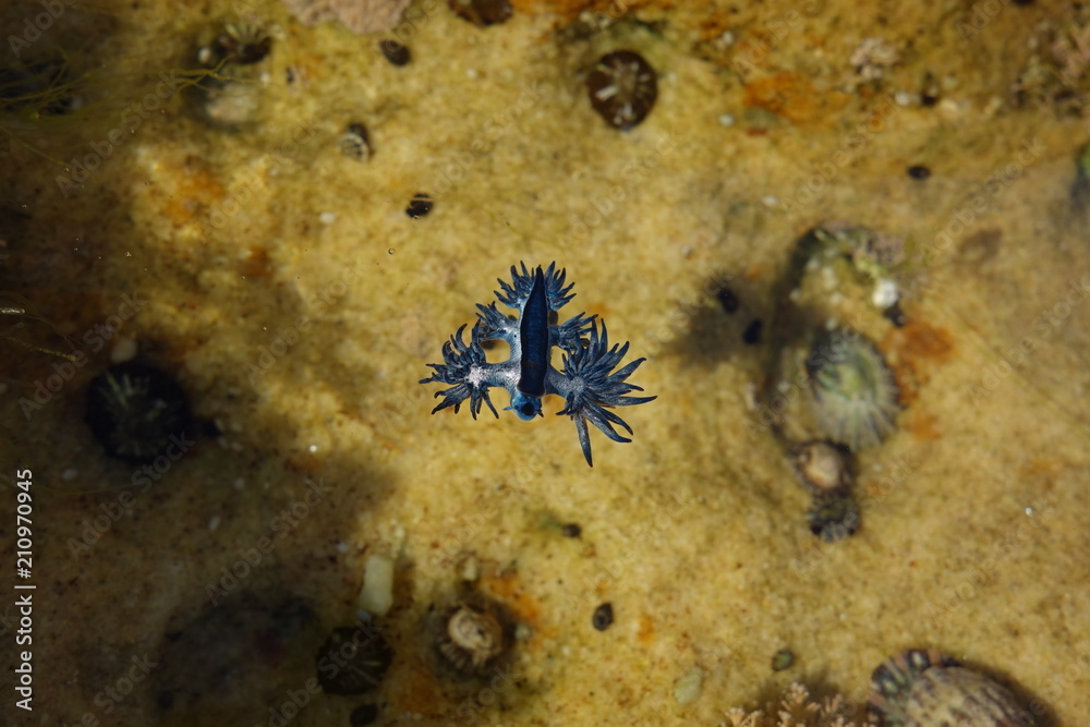 Blue Dragon, Glaucus Atlanticus, Blue Sea Slug, blue angel Stock Photo ...
