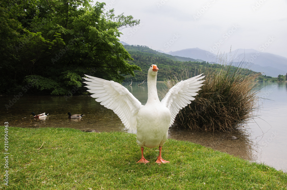 goose spread its wings by the pond Stock Photo | Adobe Stock