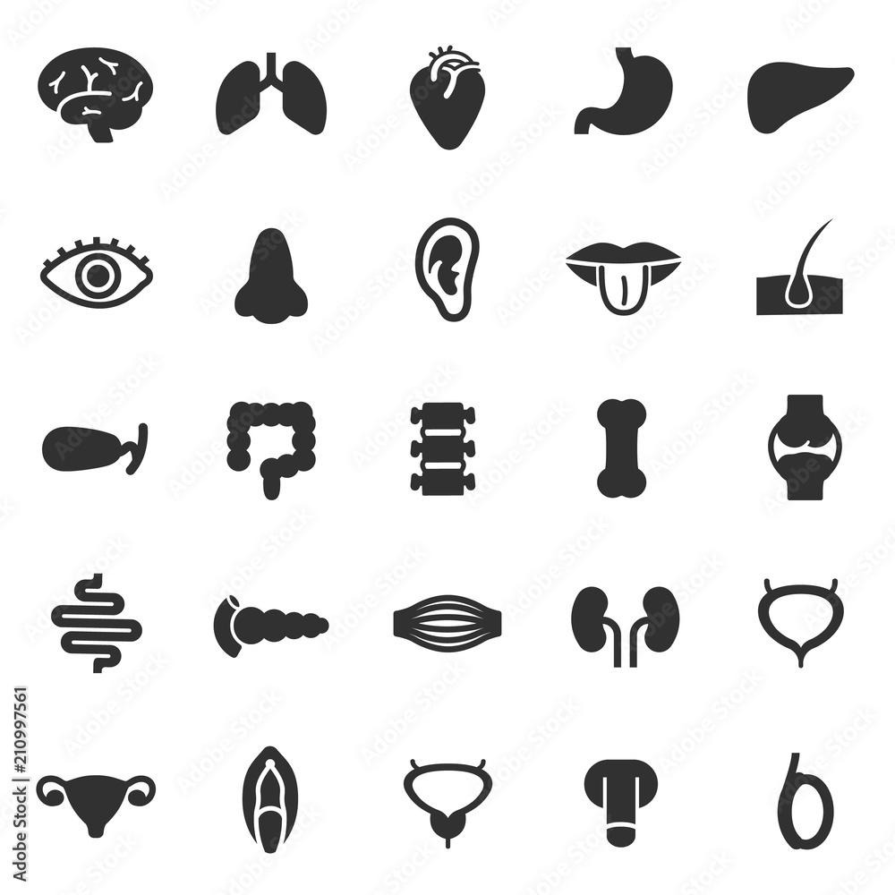 human anatomy, monochrome icons set. internal organs, body parts ...