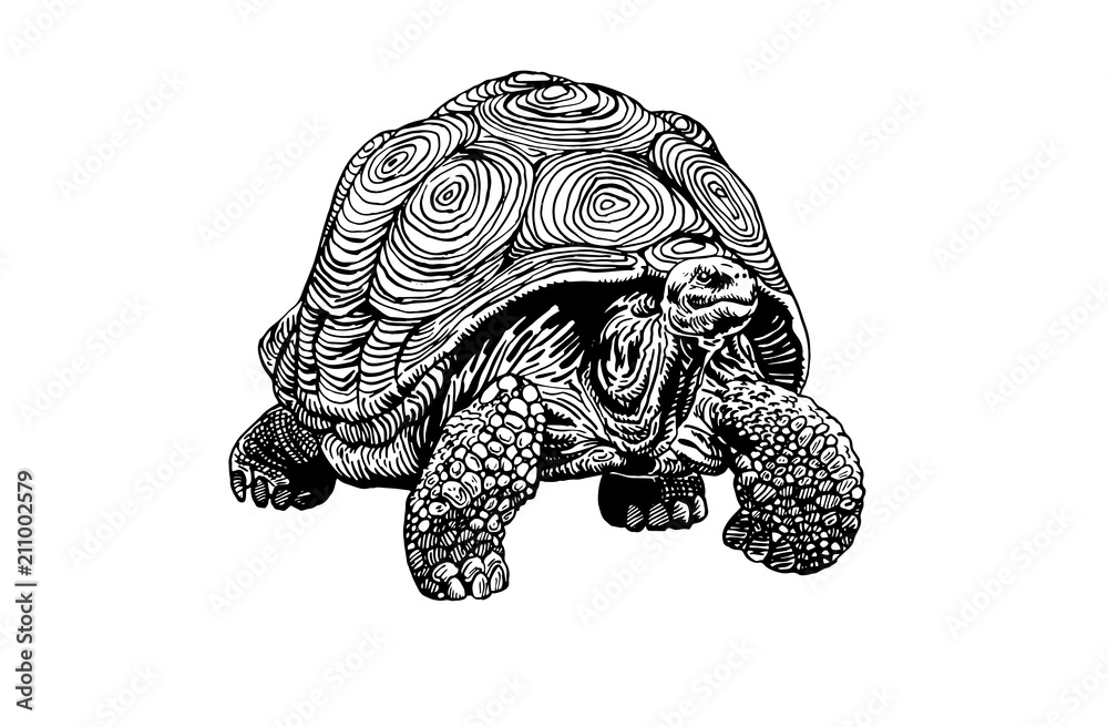 Graphical tortoise isolated on white background,vector illustration ...