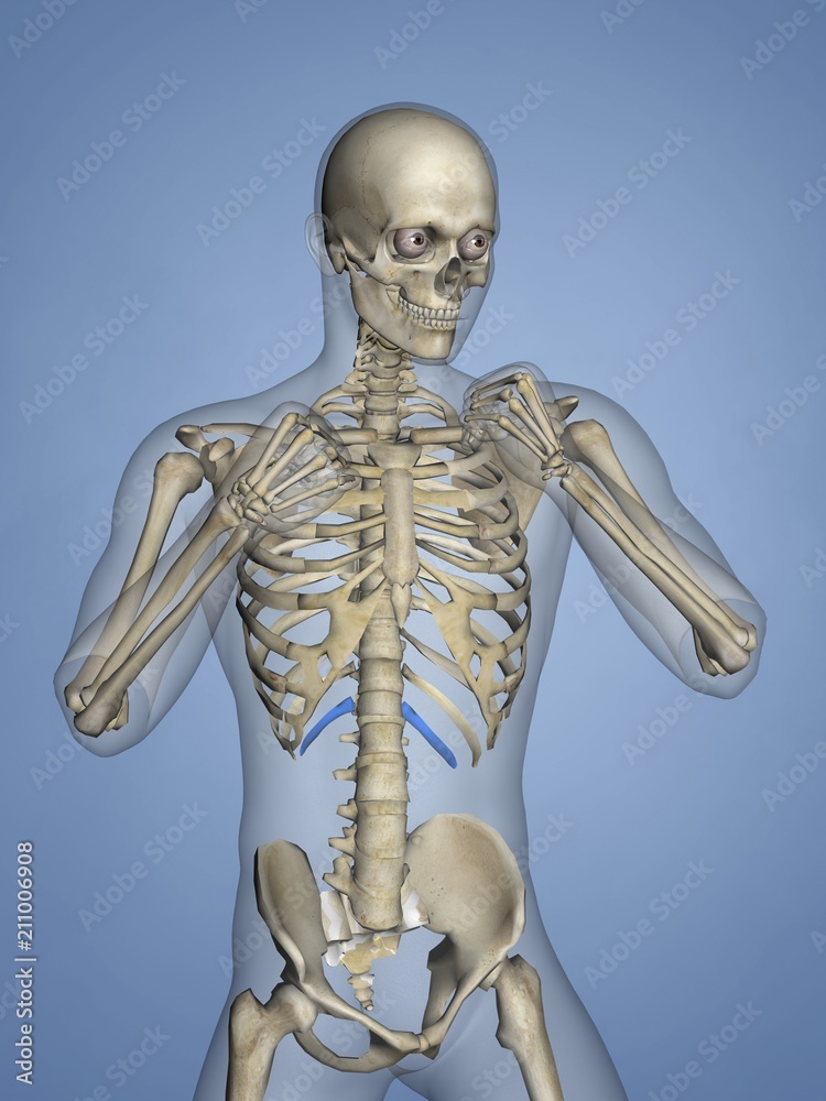 Twelfth Rib, Rib Cage, 3D Model Stock Illustration | Adobe Stock