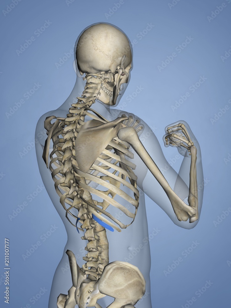Twelfth Rib, Rib Cage, 3D Model Stock Illustration | Adobe Stock