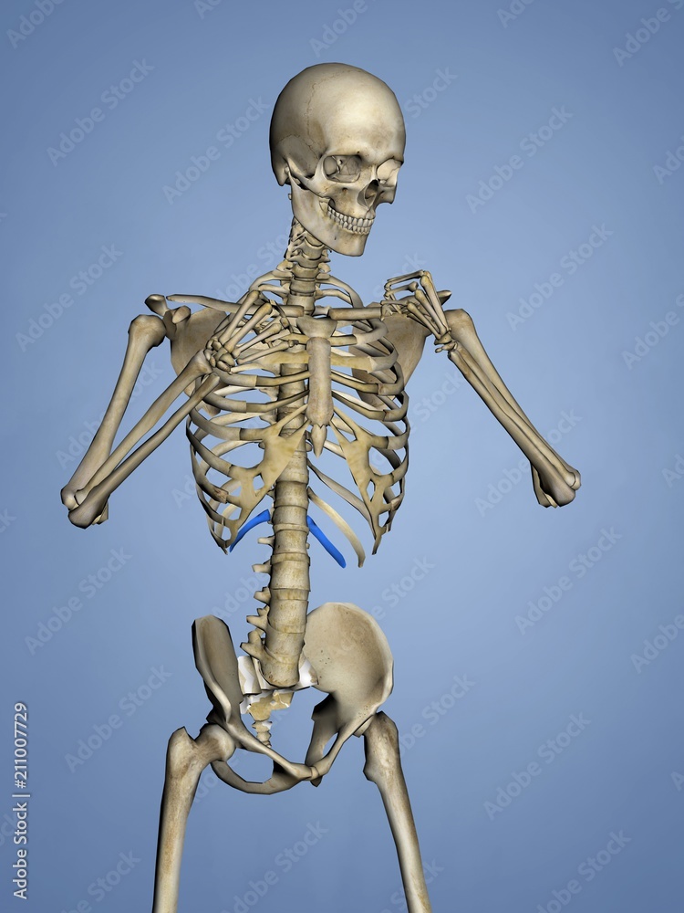 Twelfth Rib, Rib Cage, 3D Model ilustração do Stock | Adobe Stock