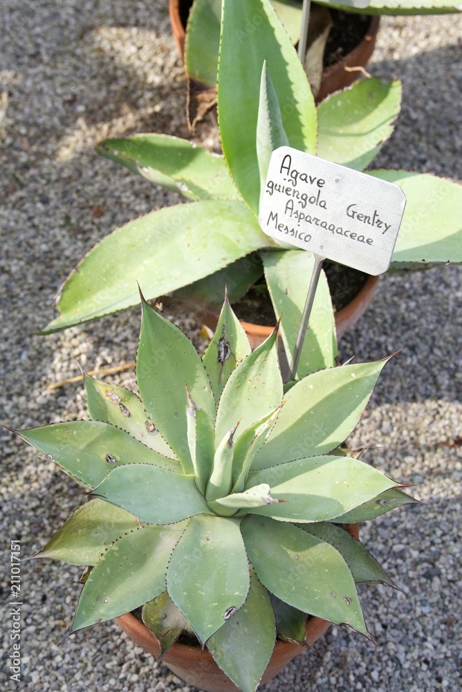 agave guiengola w ogrodzie botanicznym z tabliczką informacyjną Stock ...
