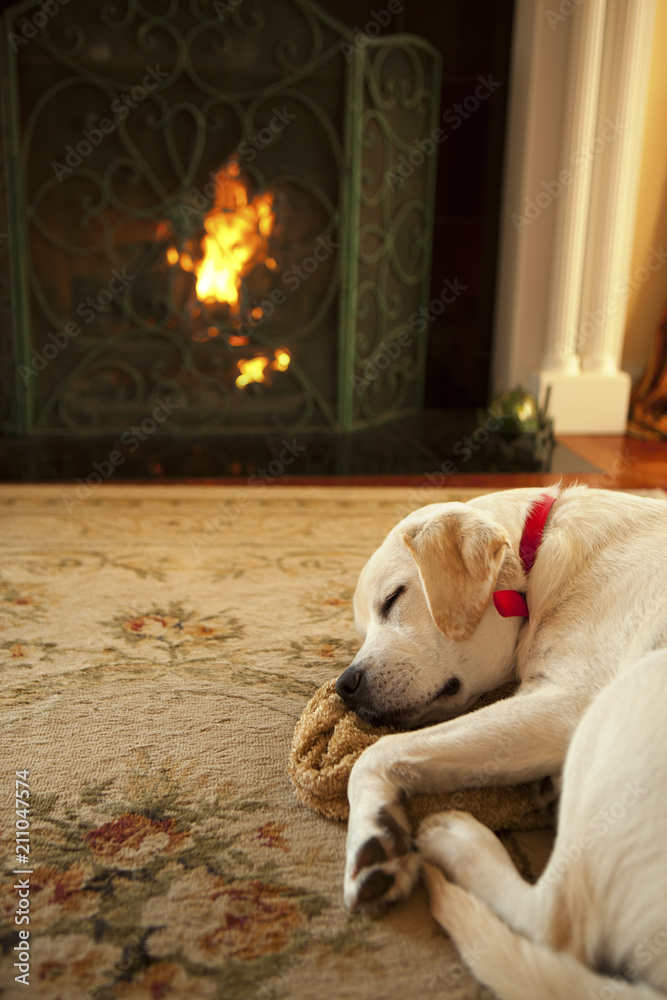 Sleeping In Front Of A Fire