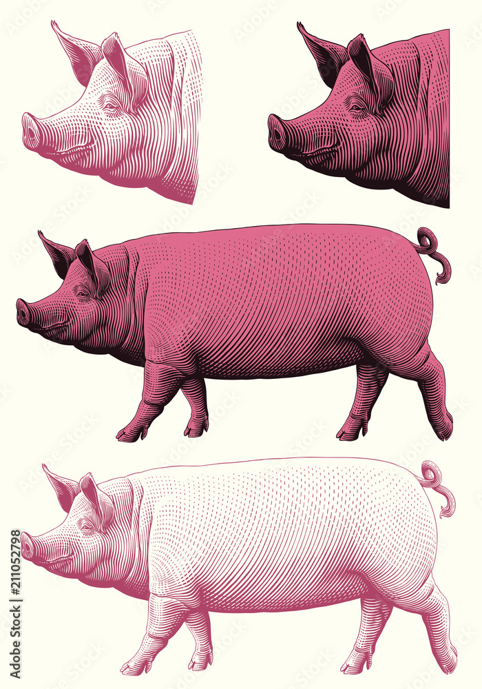 Vintage Pig Illustration