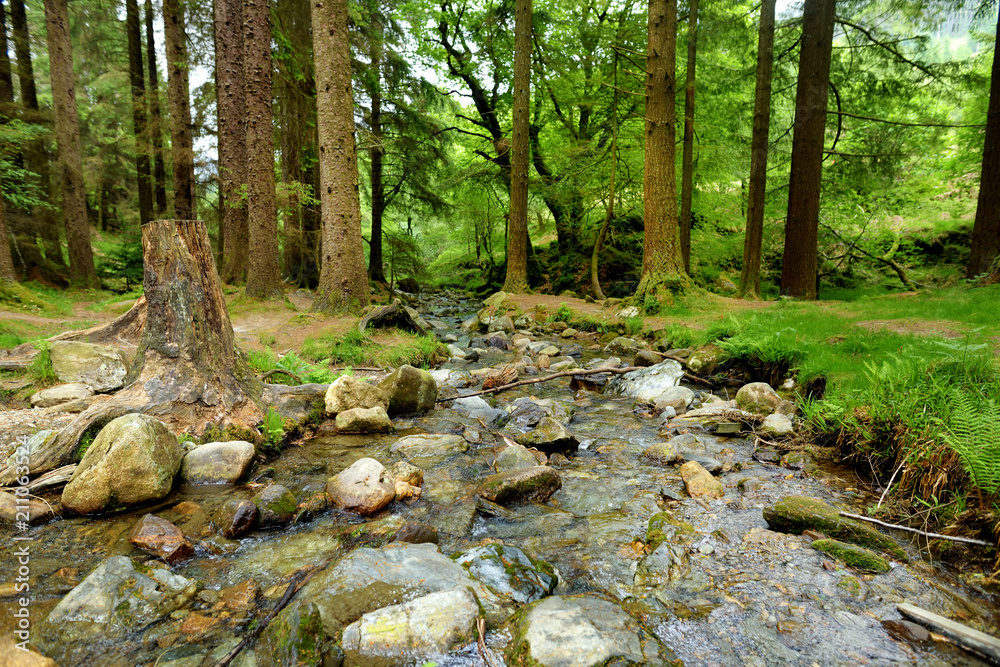 Beautiful narrow stream flowing across woodlands of Wicklow Mountains ...
