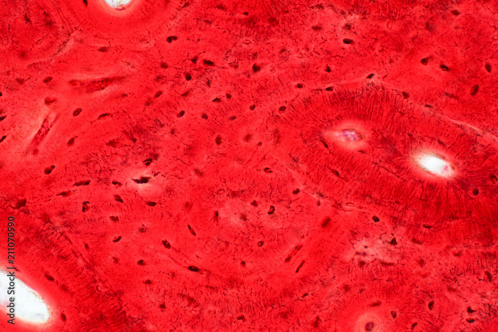 Histology of human compact bone tissue under microscope view for ...