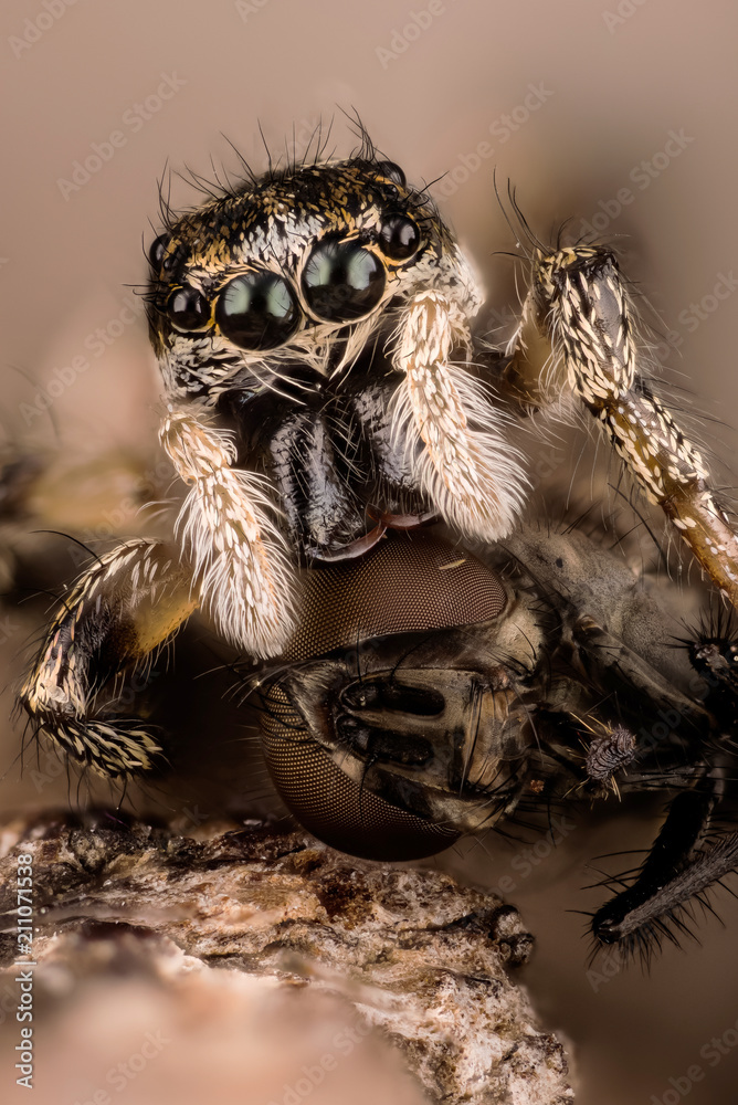 Jumping Spider, Zebra Back Spider, Spider, Salticus scenicus ...