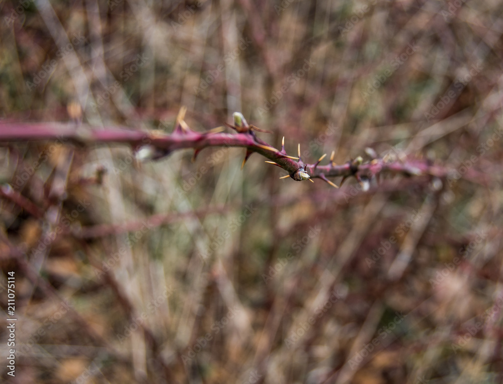 Types Of Thorny Vines