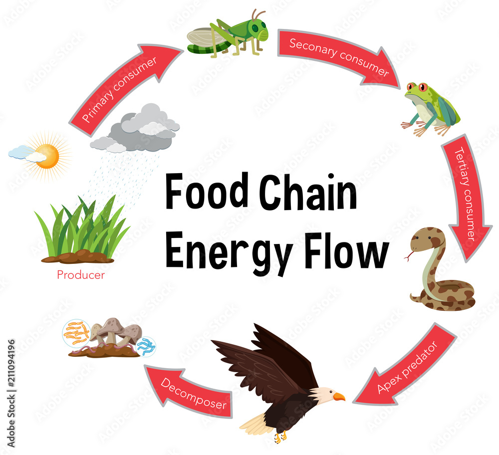 Food chain energy flow diagram Stock Vector | Adobe Stock