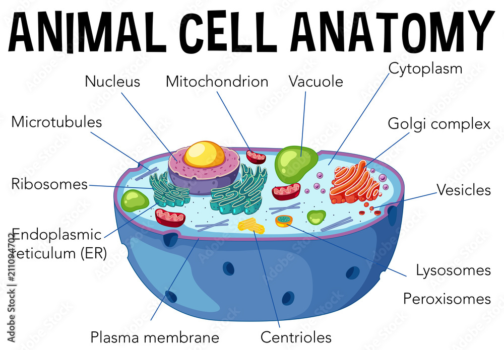 Animal cell anatomy diagram Stock Vector | Adobe Stock