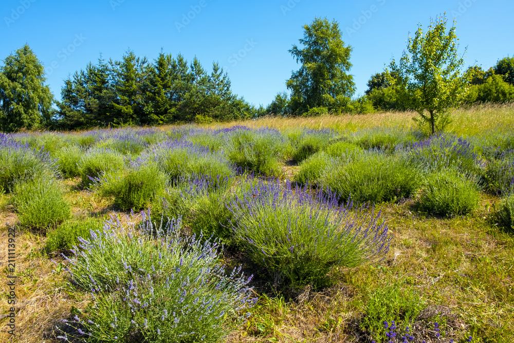 Nowe Kawkowo, Poland - Lavender plans in spring blossom in the Lavender field open air museum of ...