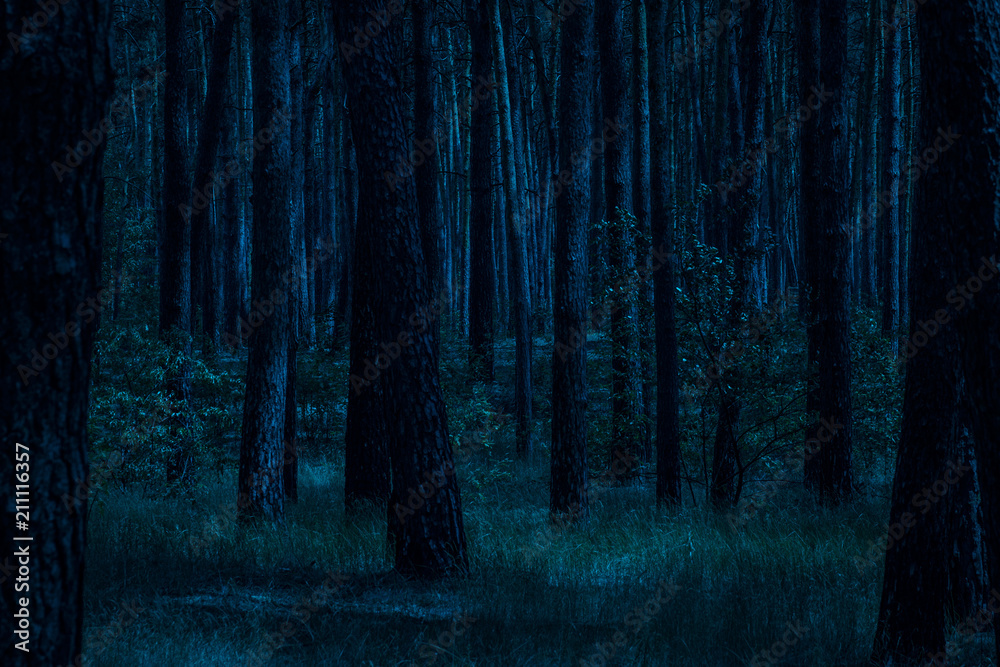 Pine Forest Night