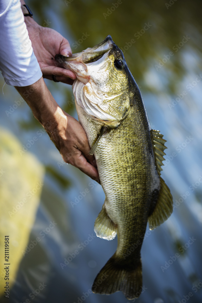 Largemouth Bass Fish Stock Photo | Adobe Stock