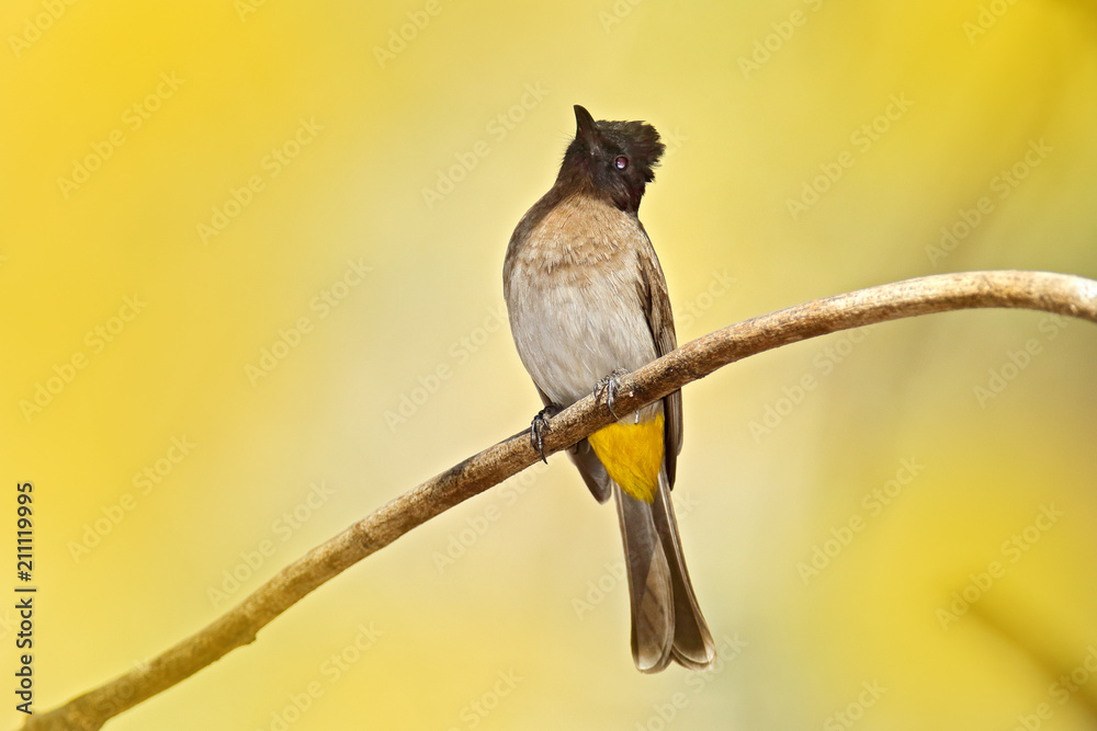 Dark-cDped bulbul Pycnonotus tricolor, bird sitting on the branch,Dark ...