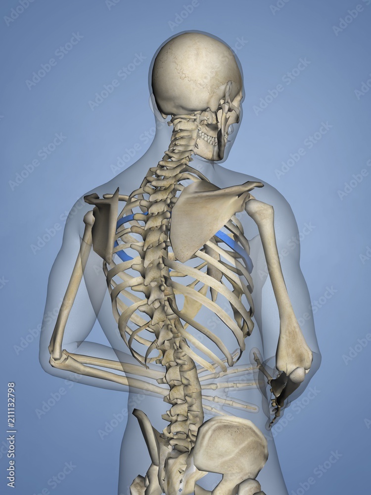 Fifth Rib, Rib Cage, 3D Model Stock Illustration | Adobe Stock