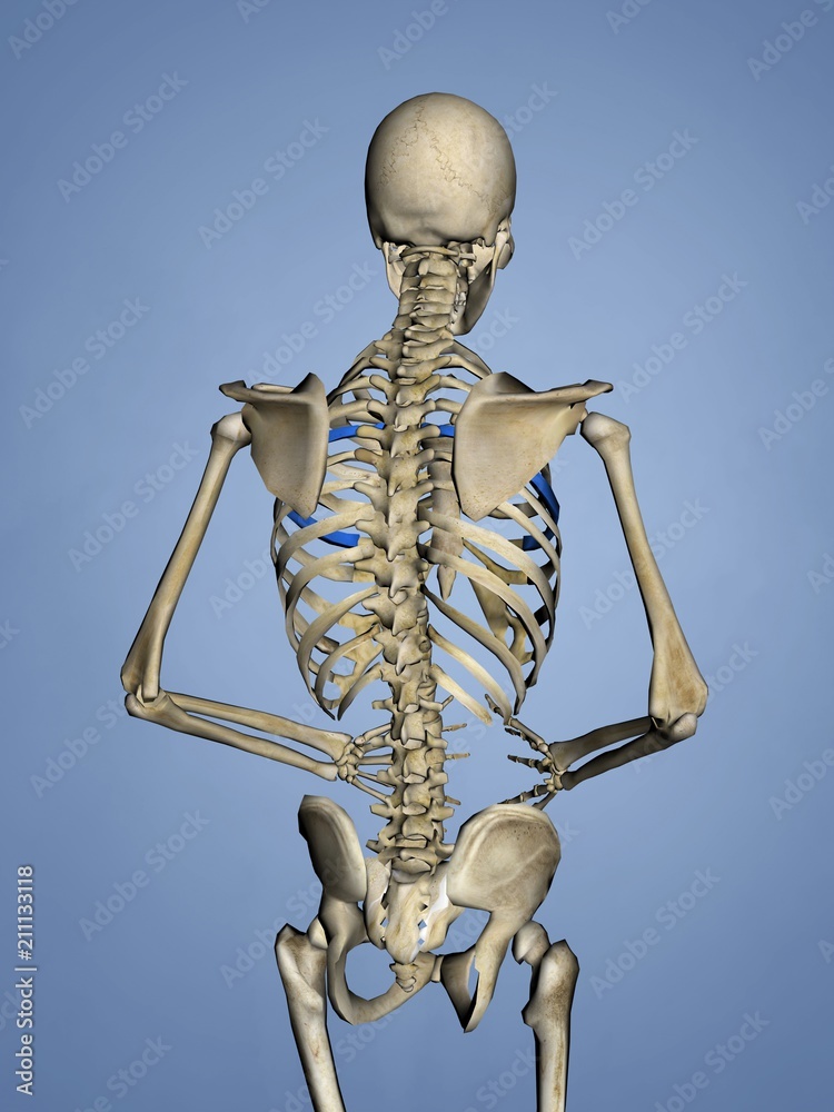 Fifth Rib, Rib Cage, 3D Model Stock Illustration | Adobe Stock