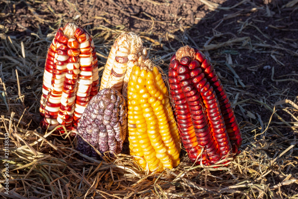 Variedad y Color Maiz andino Cusco Peru Stock Photo | Adobe Stock