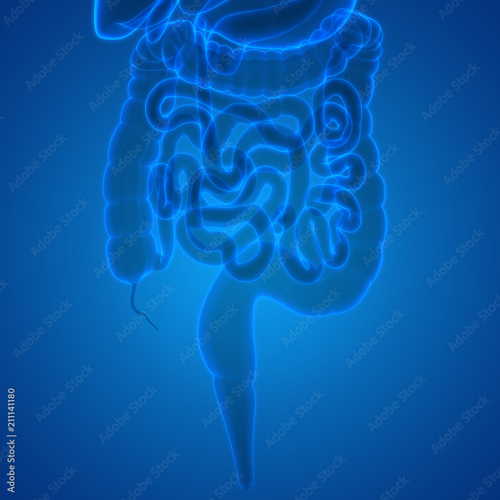 Human Digestive System Large and Small Intestine Anatomy Stock ...