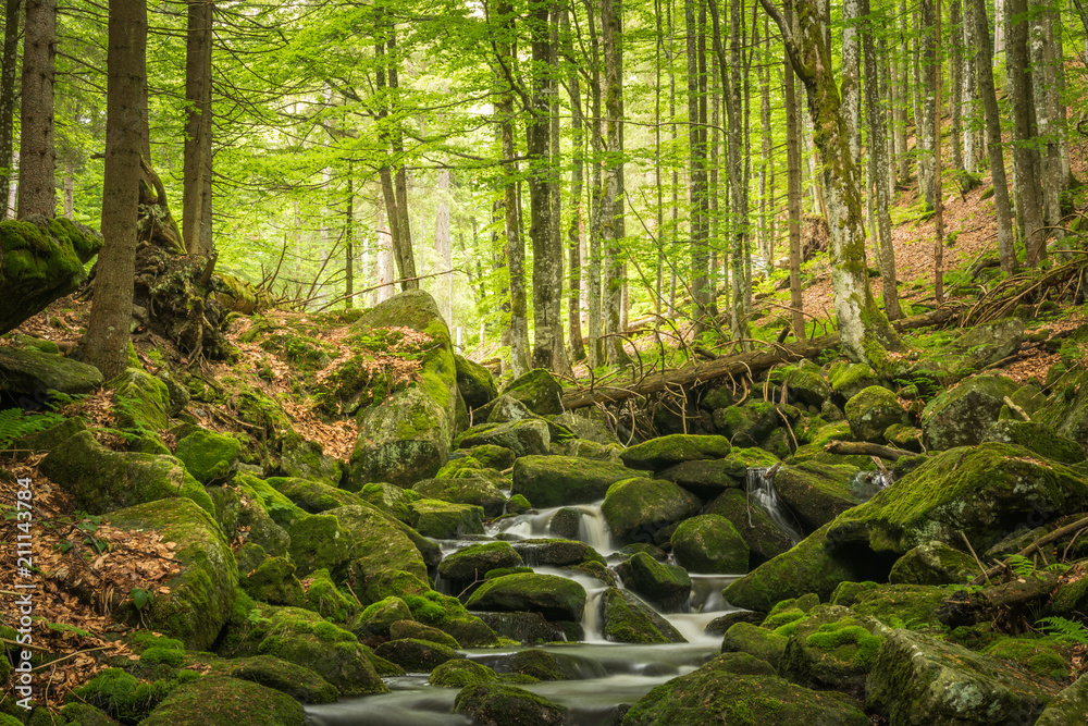 Wildbach Stock Photo | Adobe Stock