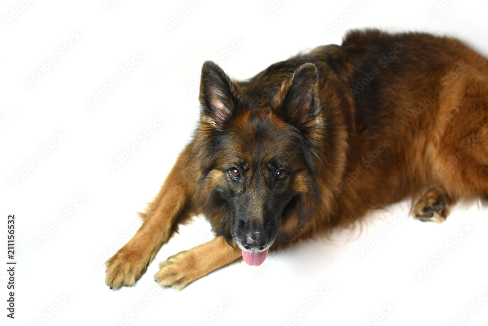 German Shepherd Red And Black