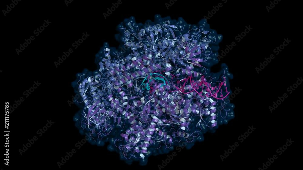 RNA polymerase 2, rotating cartoon model with semi-transparent surface ...